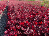 Heuchera Forever Red - Devil Mountain Wholesale Nursery