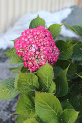 Hydrangea macrophylla 'Blue Danube' - Devil Mountain Wholesale Nursery