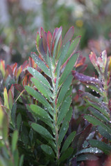 Leucadendron 'Silvan Red' - Devil Mountain Wholesale Nursery