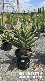 Aloe 'Delta Lights' - Devil Mountain Wholesale Nursery