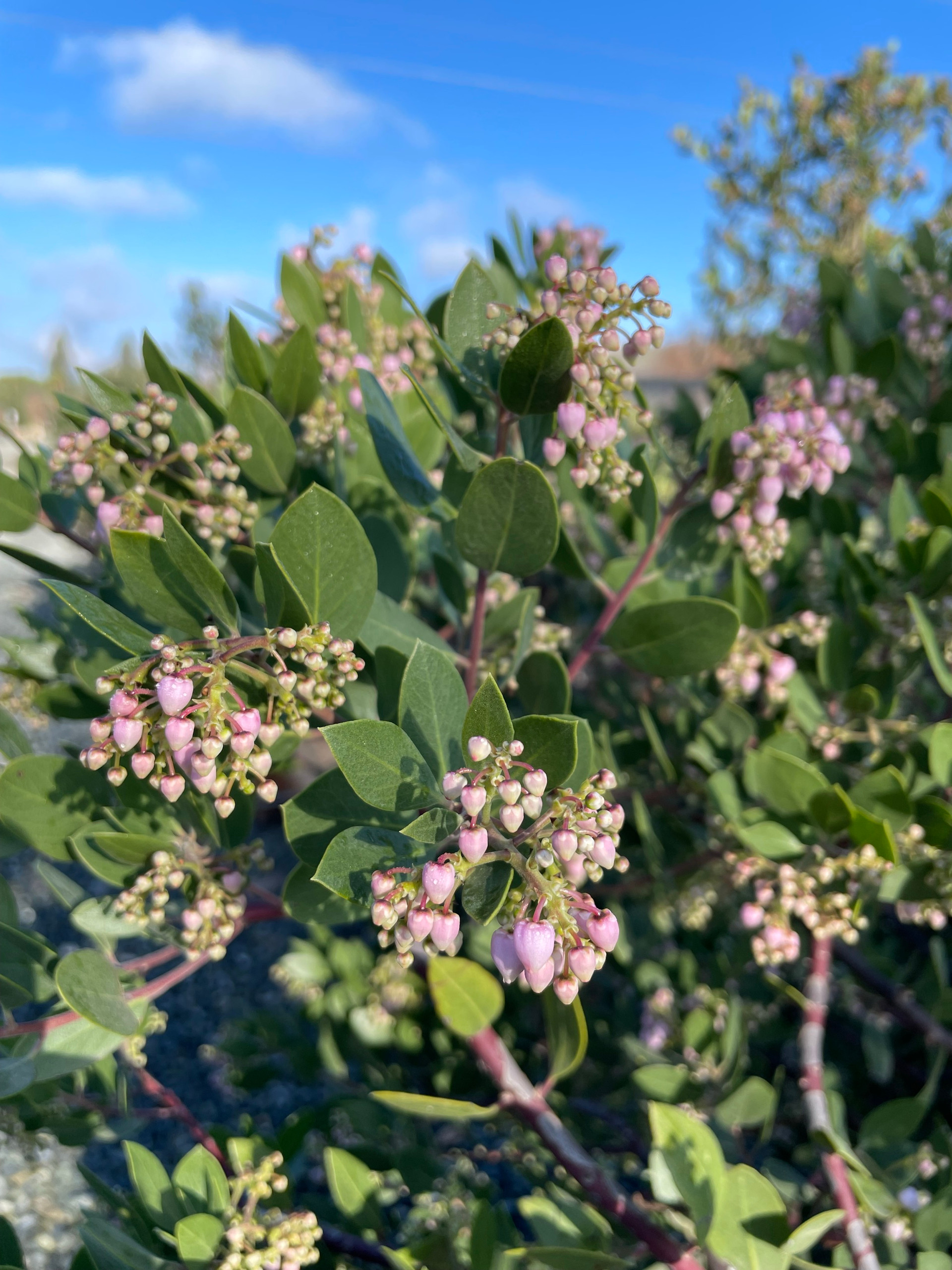 Arctostaphylos 'Emerald Carpet' - Devil Mountain Wholesale Nursery