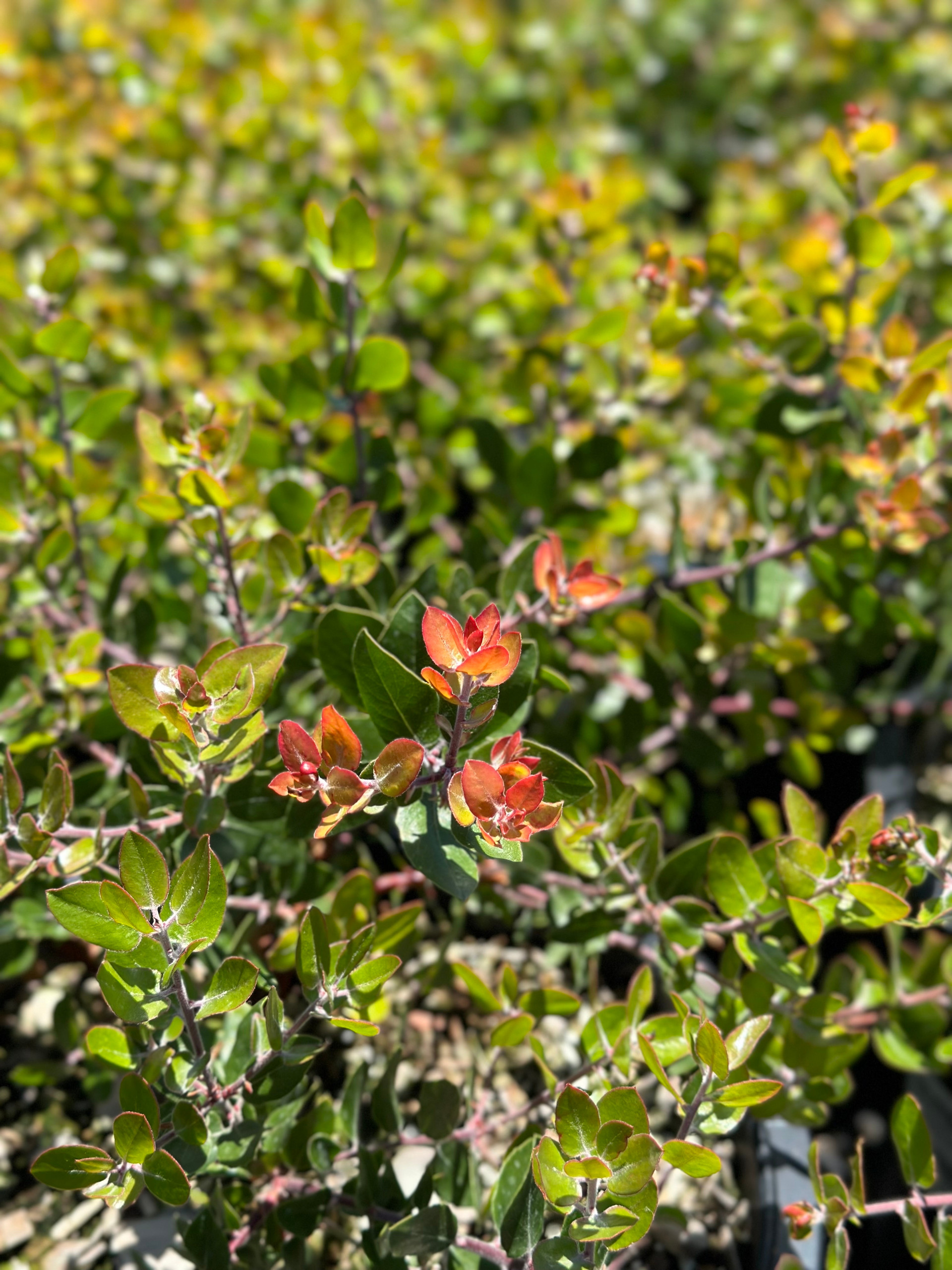 Arctostaphylos 'Sunset' - Devil Mountain Wholesale Nursery