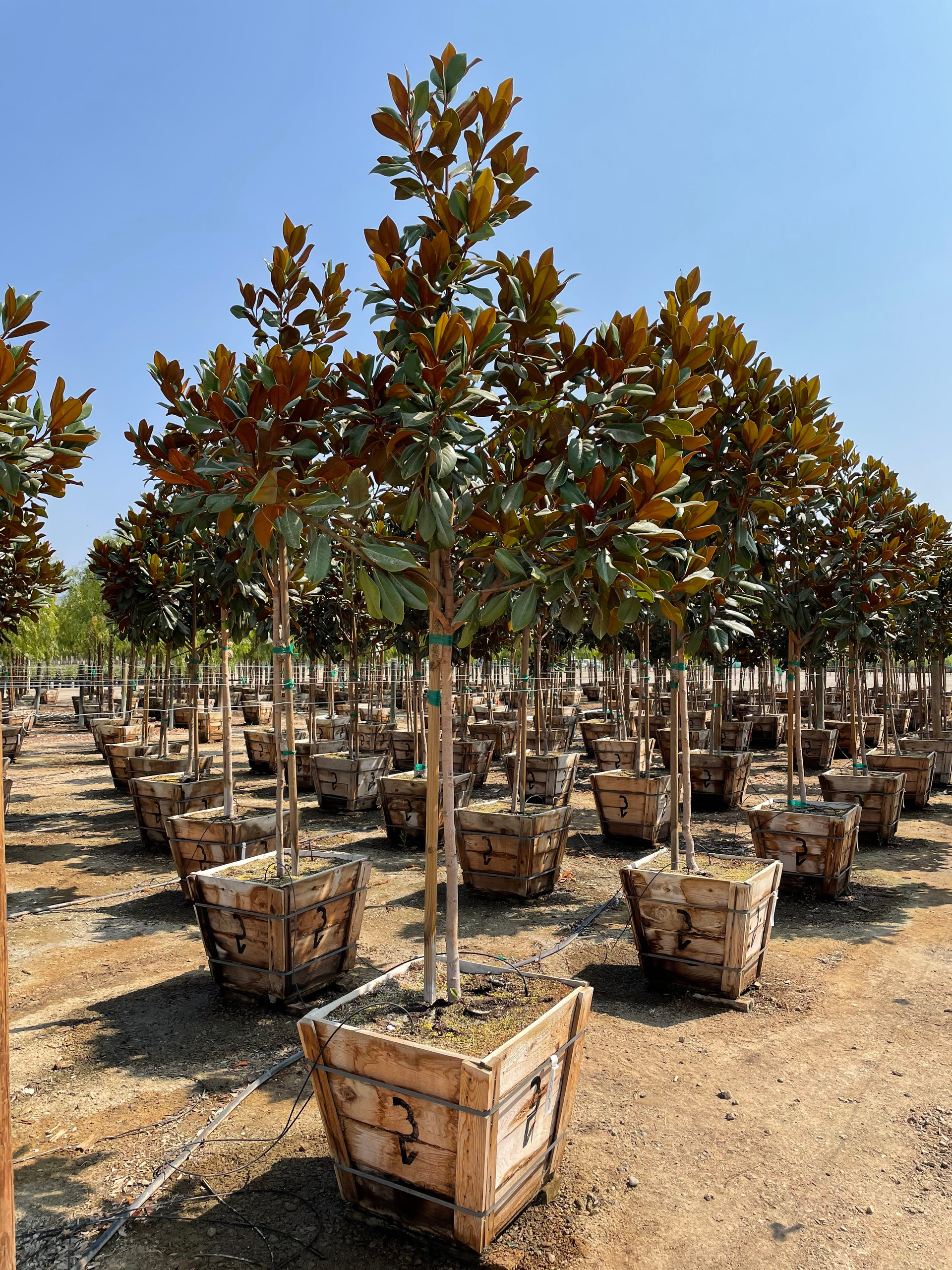 Magnolia grandiflora 'D.D. Blanchard' - Devil Mountain Wholesale Nursery