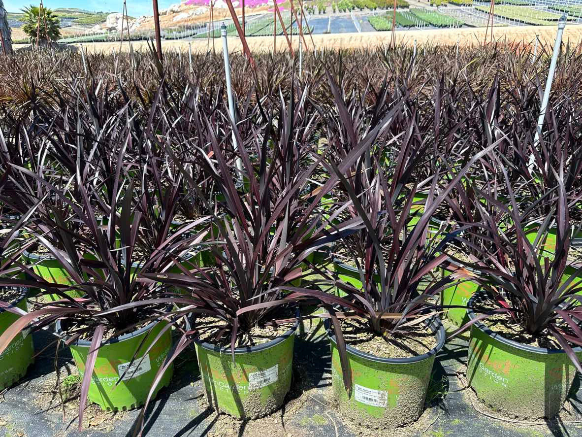 Phormium Black Adder - Devil Mountain Wholesale Nursery