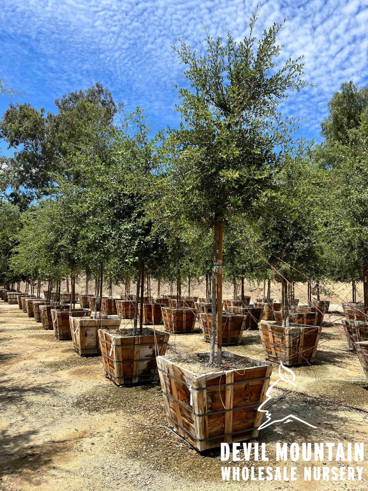 Quercus Kindred Spirit® - Devil Mountain Wholesale Nursery