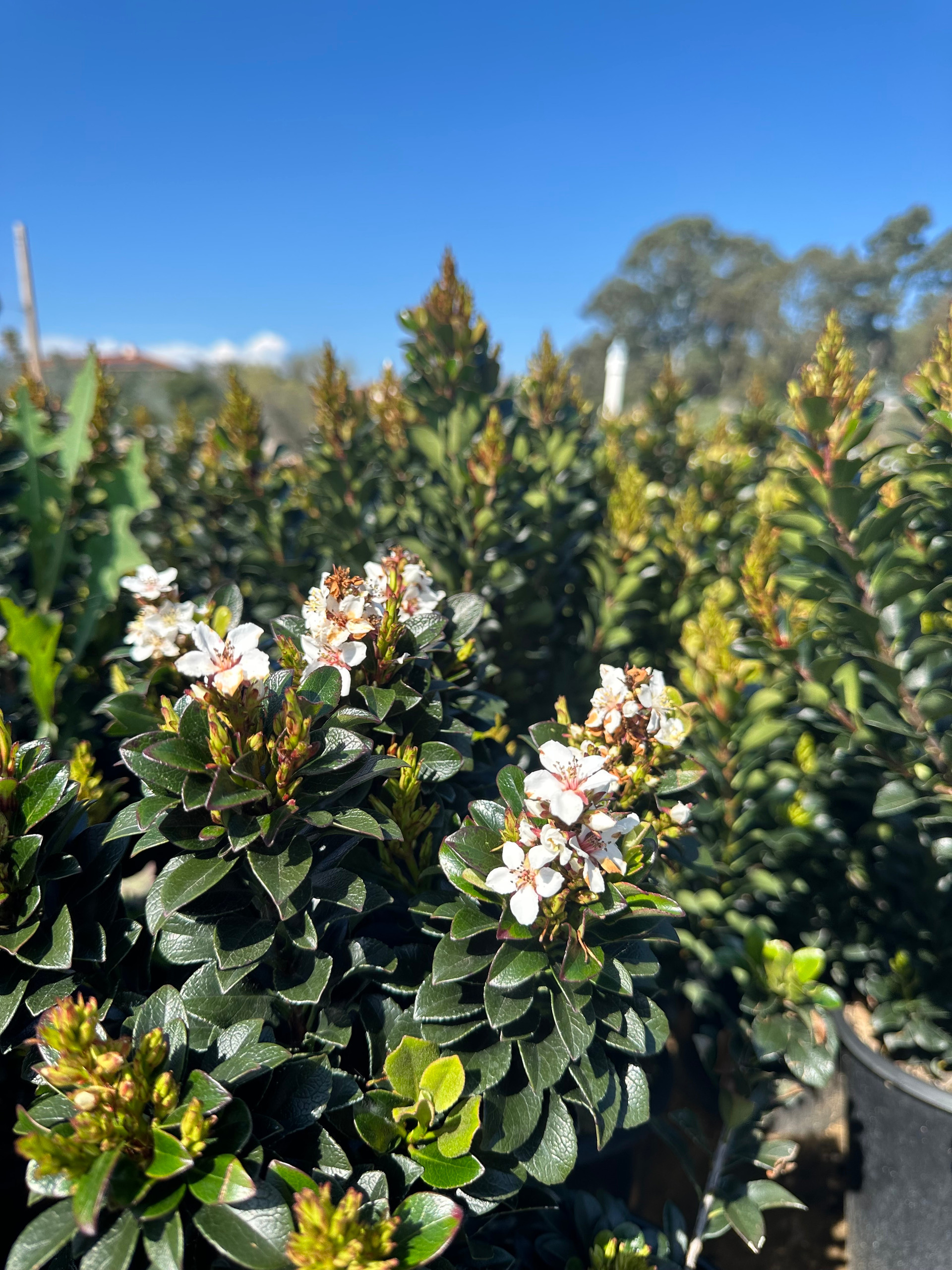 Rhaphiolepis Majestic Beauty® - Devil Mountain Wholesale Nursery