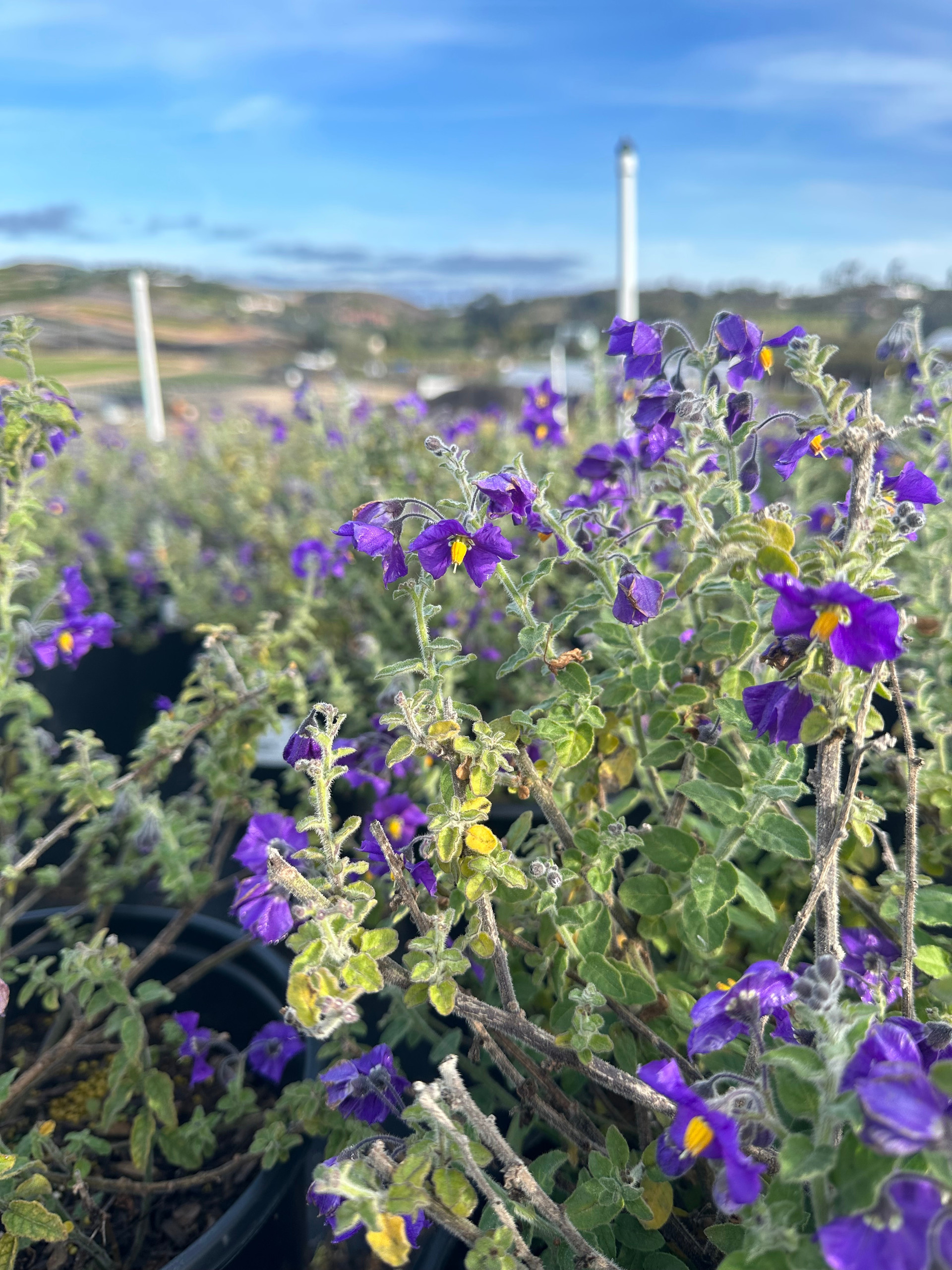 Solanum xanti 'Mountain Pride' - Devil Mountain Wholesale Nursery