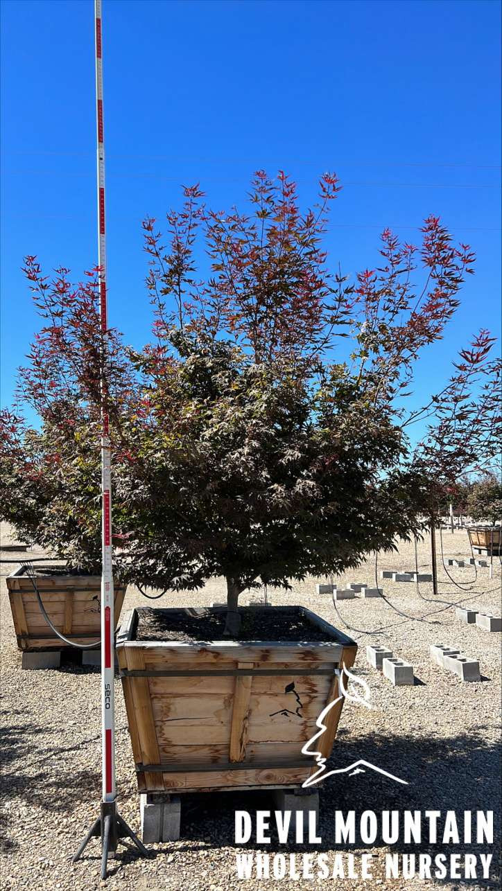 Acer palmatum 'Bloodgood' - Devil Mountain Wholesale Nursery