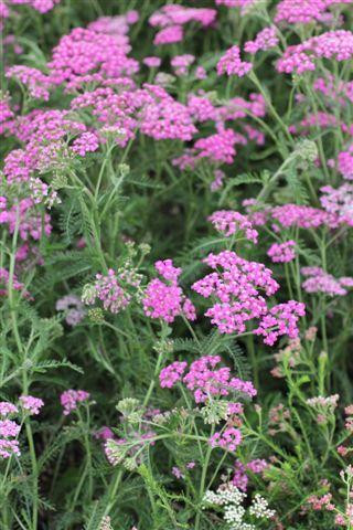 Achillea millefolium 'Rosa Maria' - Devil Mountain Wholesale Nursery
