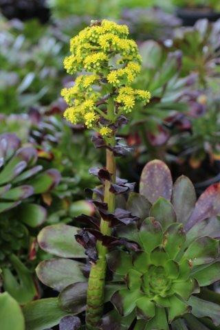 Aeonium 'Mint Saucer' - Devil Mountain Wholesale Nursery