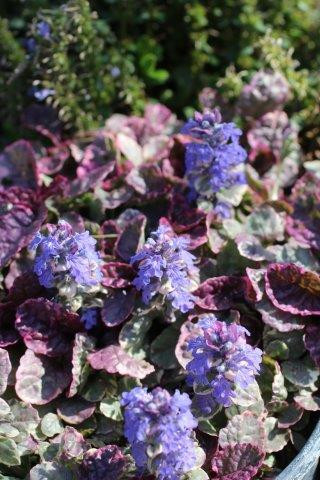Lessingia filaginifolia 'Silver Carpet' - Devil Mountain Wholesale Nursery