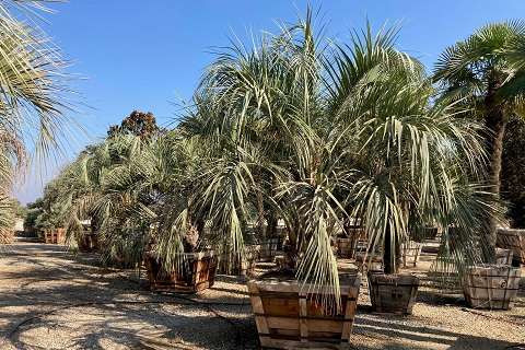 Butia capitata - Devil Mountain Wholesale Nursery