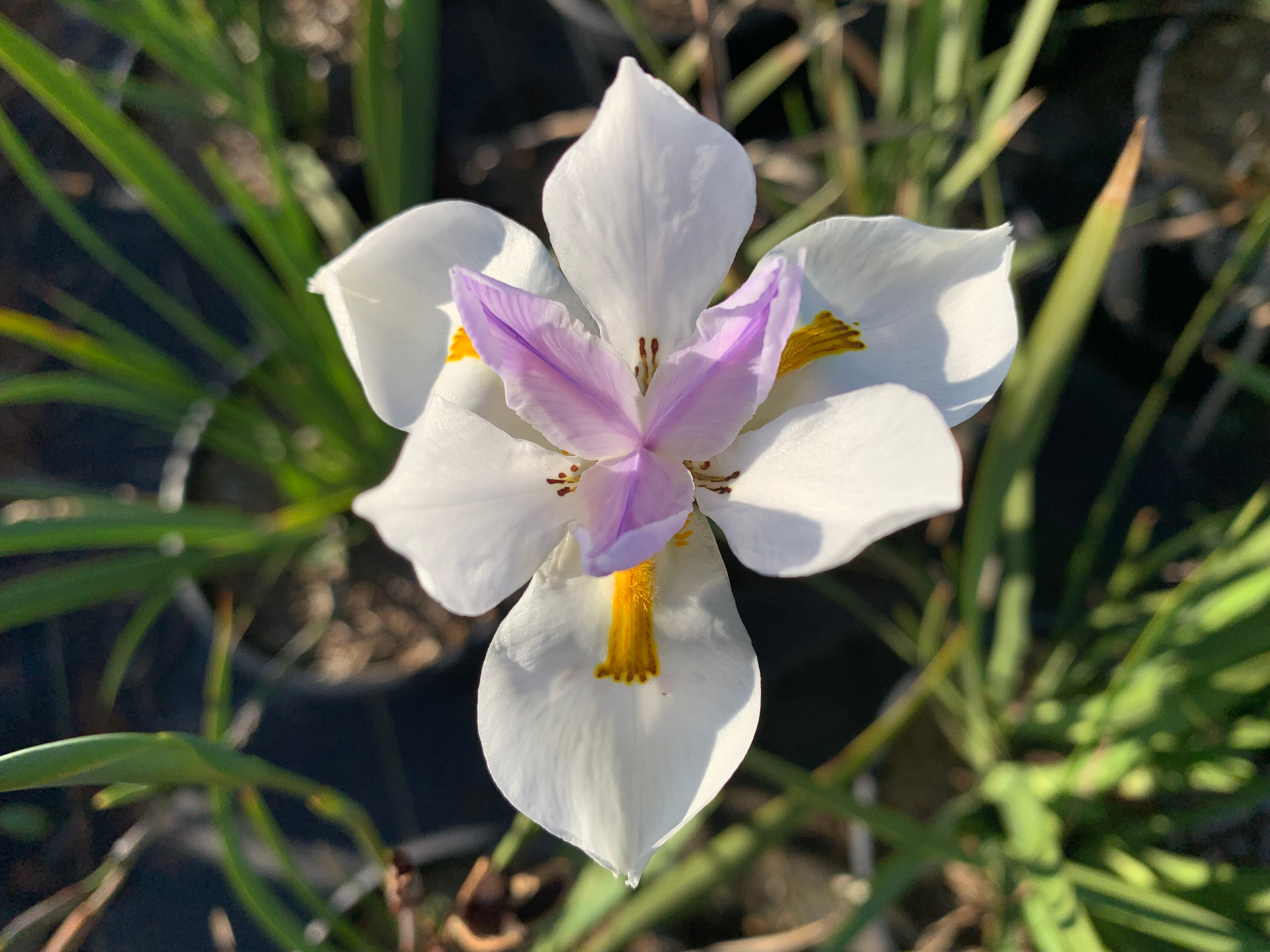 Dietes vegeta 'Variegata' (Violet/White) - Devil Mountain Wholesale Nursery