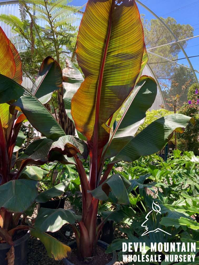 Ensete ventricosum 'Maurelii' - Devil Mountain Wholesale Nursery