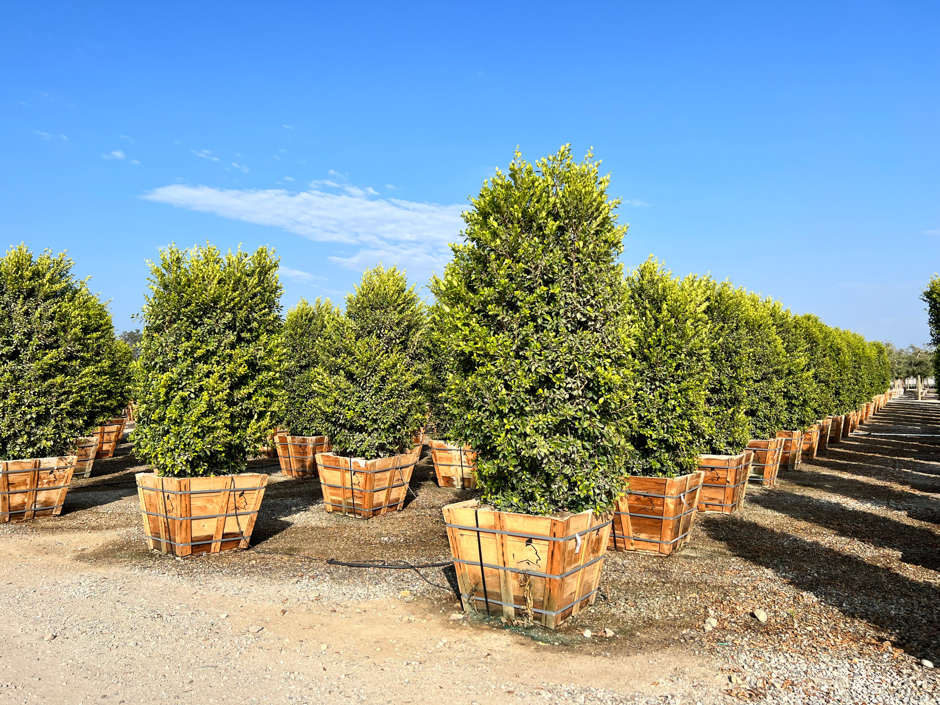 Ficus nitida - Devil Mountain Wholesale Nursery
