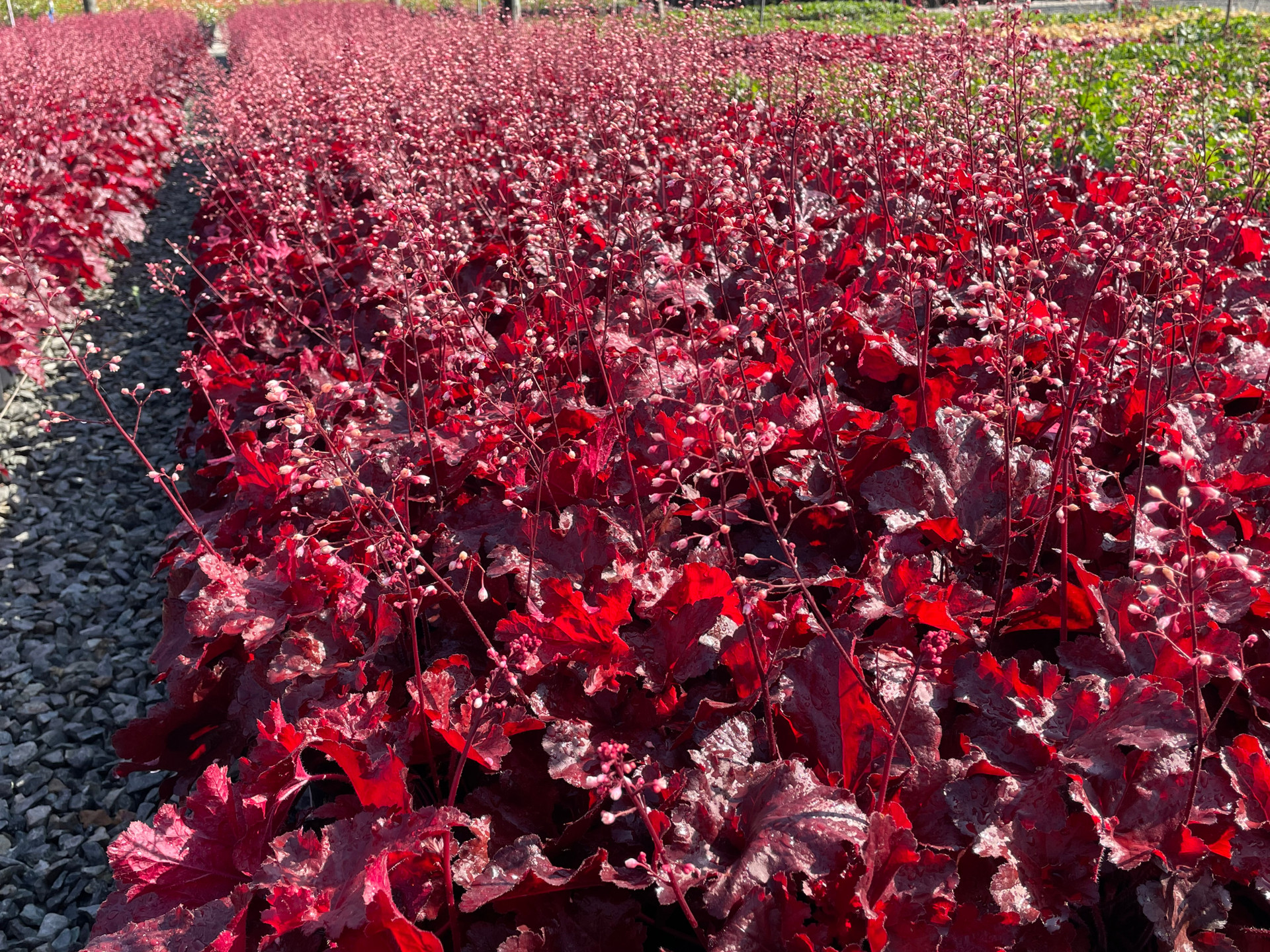 Heuchera 'Paprika' - Devil Mountain Wholesale Nursery
