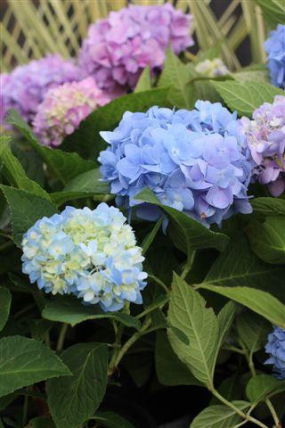 Hydrangea macrophylla 'Blue Danube' - Devil Mountain Wholesale Nursery