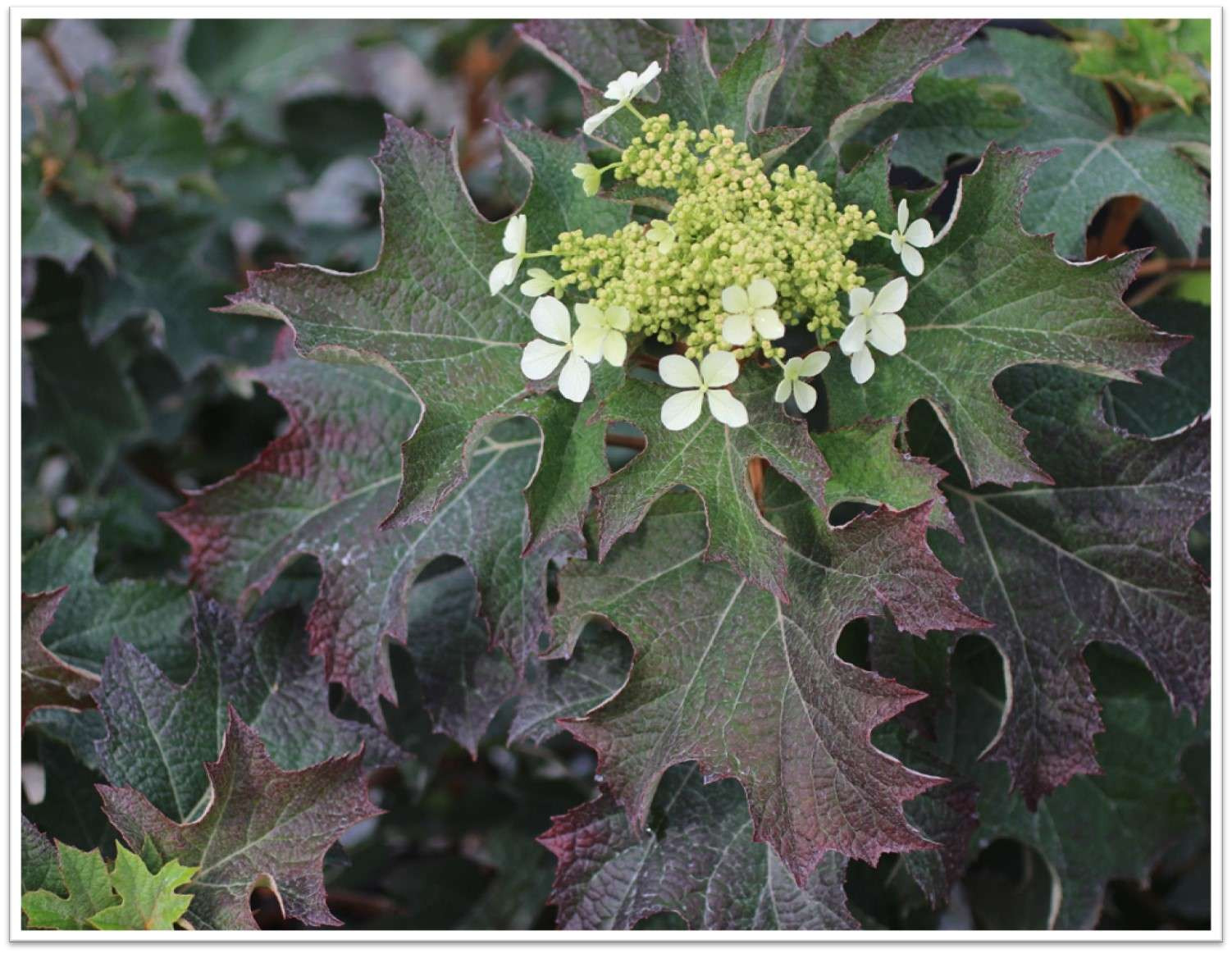 Hydrangea quercifolia 'Pee Wee' - Devil Mountain Wholesale Nursery