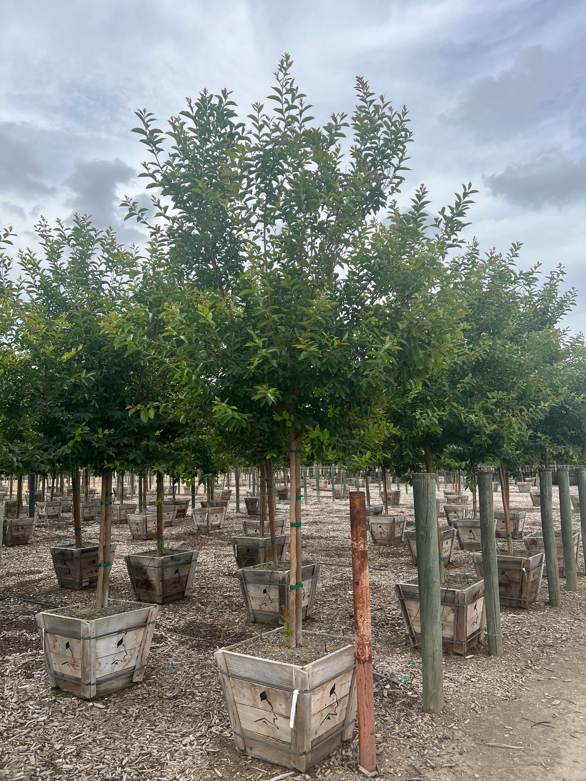 Lagerstroemia 'Muskogee' - Devil Mountain Wholesale Nursery