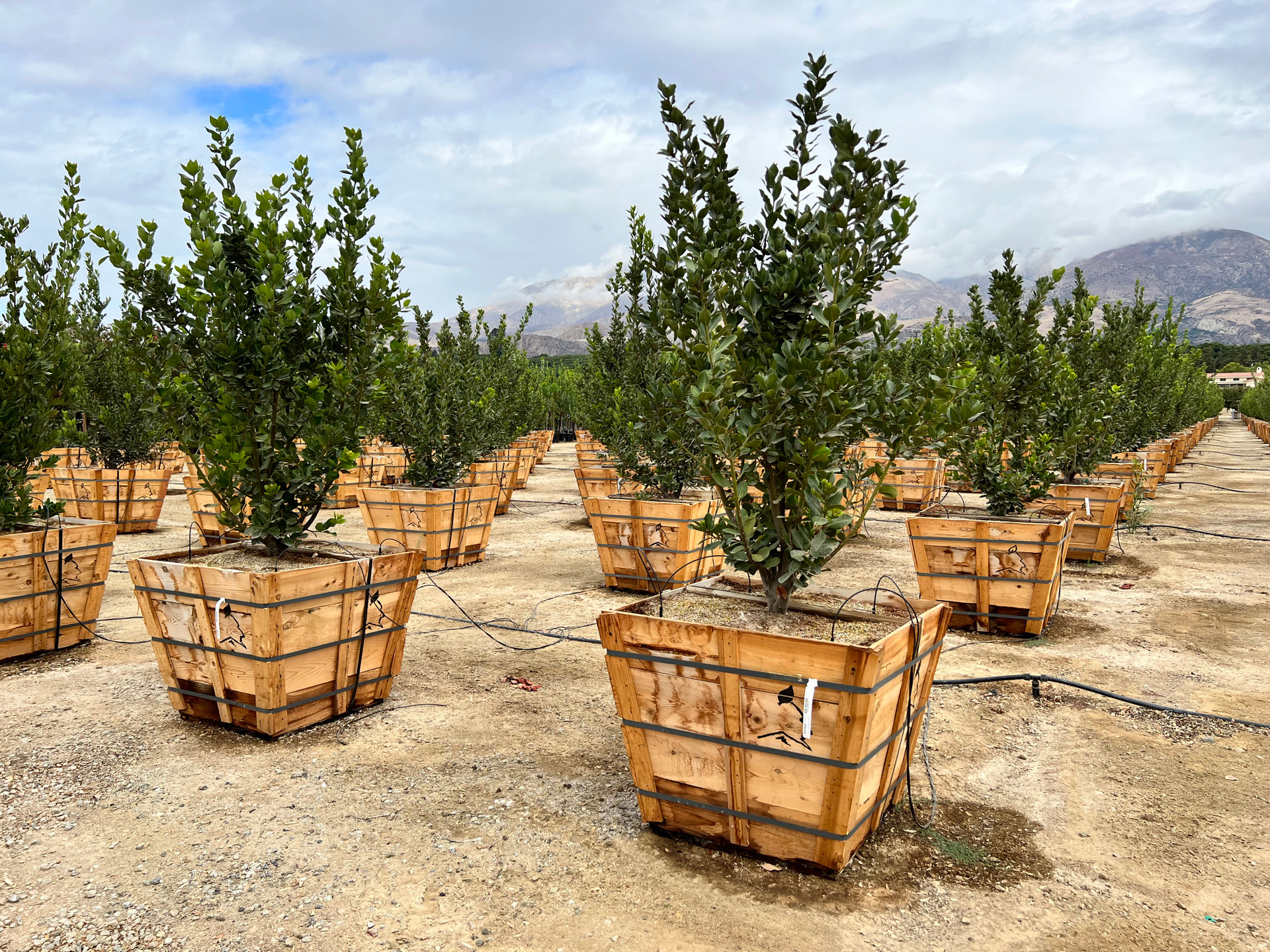 Laurus nobilis - Devil Mountain Wholesale Nursery