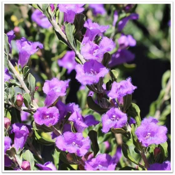 leucophyllum-heavenly-cloud-devil-mountain-wholesale-nursery