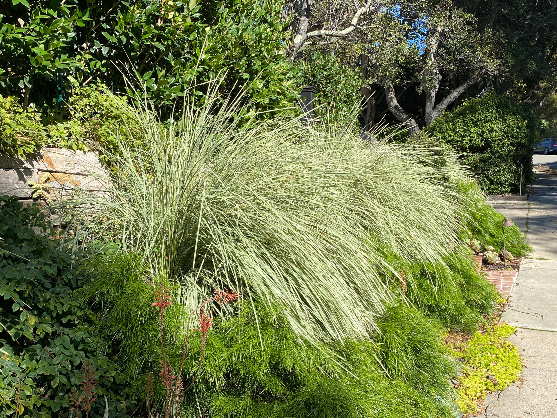 Lomandra longifolia 'Variegata' - Devil Mountain Wholesale Nursery