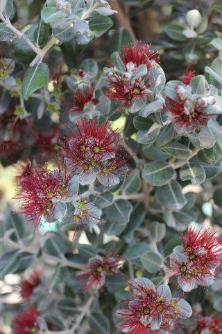 Lyonothamnus floribundus ssp. aspleniifolius - Devil Mountain Wholesale ...