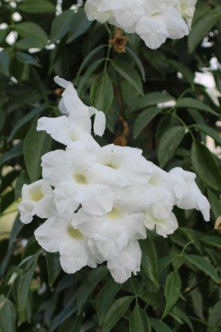 Pandorea jasminoides 'Rosea Superba' - Devil Mountain Wholesale Nursery