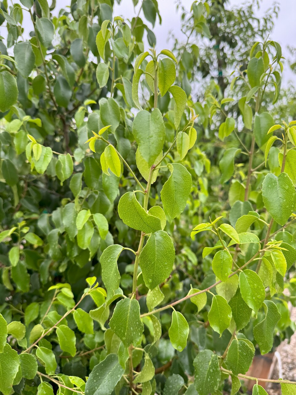 Prunus ilicifolia ssp. lyonii - Devil Mountain Wholesale Nursery