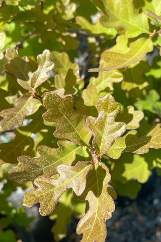 Quercus robur x alba 'Streetspire' - Devil Mountain Wholesale Nursery