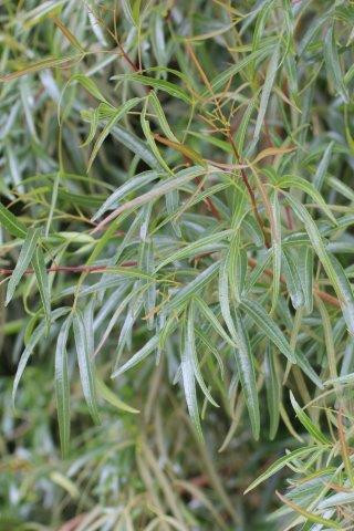 Rhus lancea - Devil Mountain Wholesale Nursery