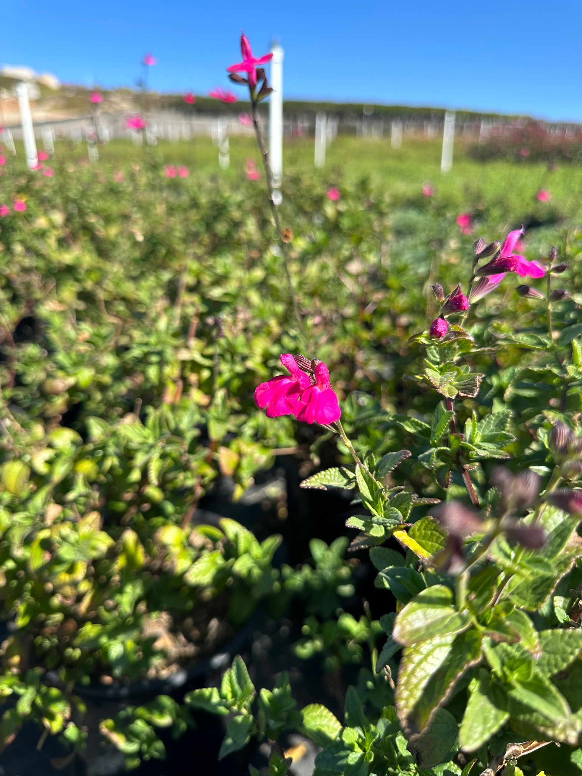 Salvia microphylla 'Killer Cranberry' - Devil Mountain Wholesale Nursery