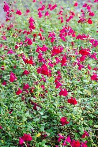 Salvia jamensis 'Vibe Ignition' - Devil Mountain Wholesale Nursery