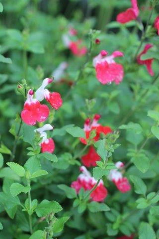 Salvia microphylla 'Killer Cranberry' - Devil Mountain Wholesale Nursery