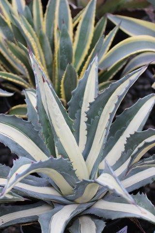 Agave americana 'Cornelius' - Devil Mountain Wholesale Nursery