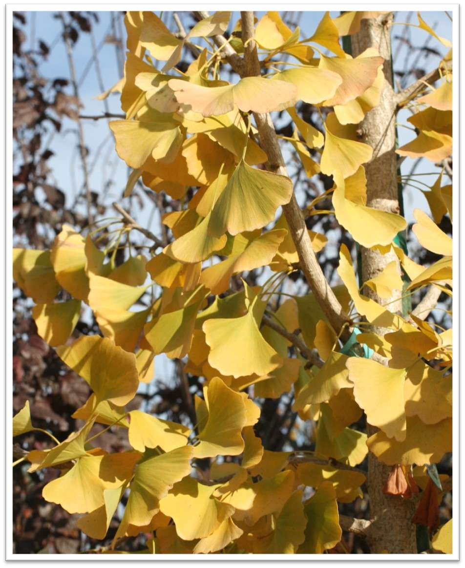 Ginkgo biloba Golden Colonnade - Devil Mountain Wholesale Nursery