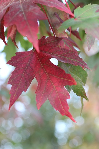 Acer rubrum 'Armstrong' - Devil Mountain Wholesale Nursery