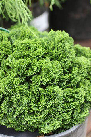 Chamaecyparis pisifera 'Golden Mops' - Devil Mountain Wholesale Nursery