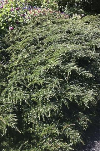 Ceanothus griseus horizontalis 'Carmel Creeper' - Devil Mountain ...