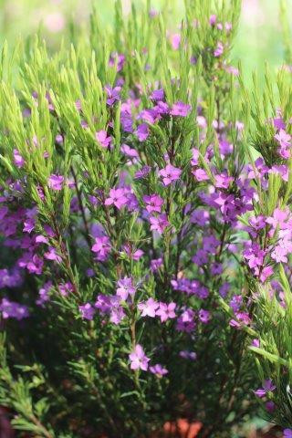 Coleonema pulchrum 'Sunset Gold' - Devil Mountain Wholesale Nursery