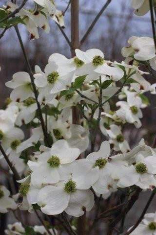 Cornus florida 'Cherokee Daybreak' - Devil Mountain Wholesale Nursery