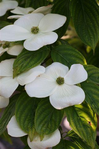 Cornus rutgersensis Stellar Pink - Devil Mountain Wholesale Nursery