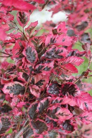 Nyssa sylvatica - Devil Mountain Wholesale Nursery