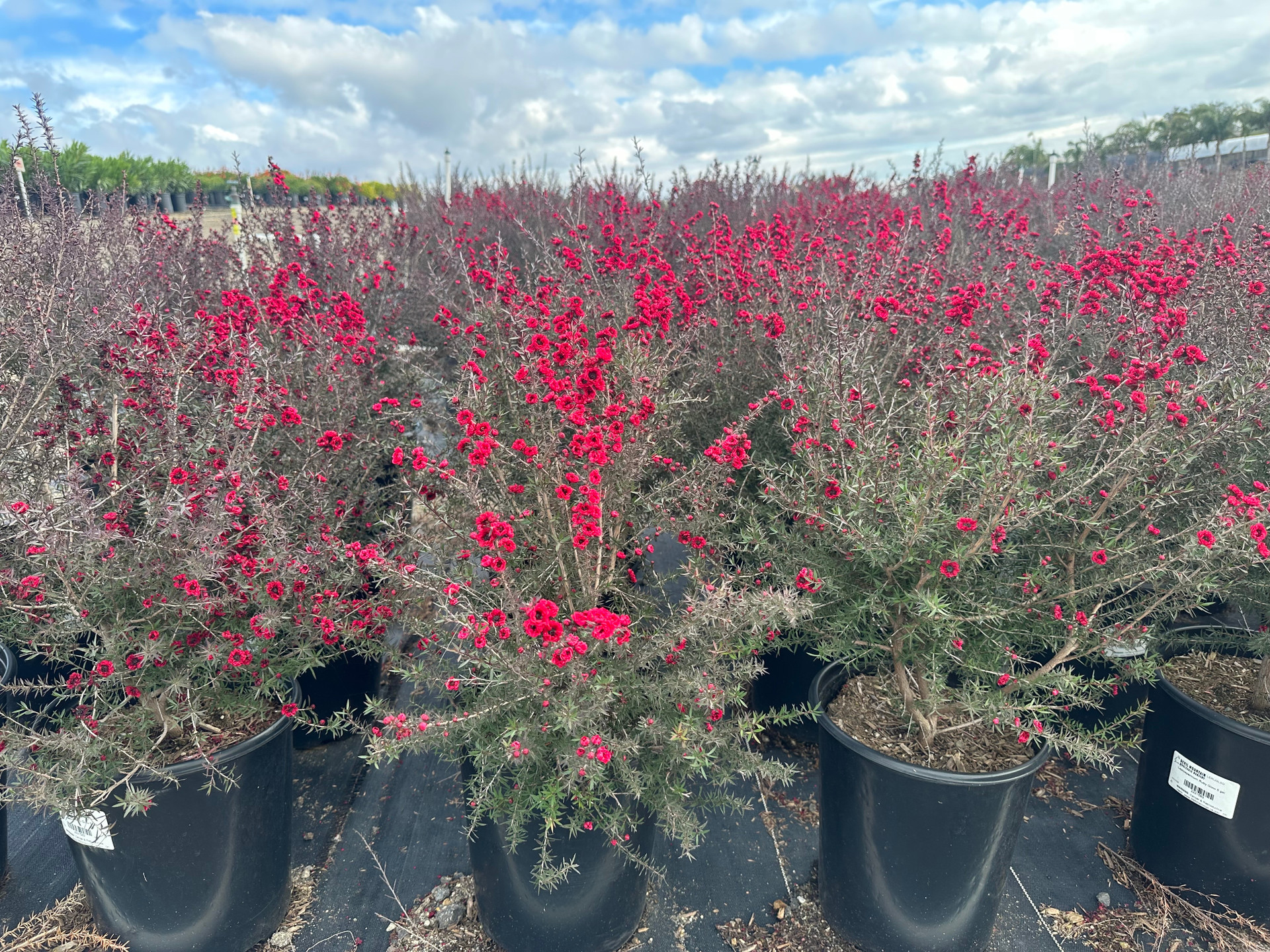 Leptospermum scoparium 'Ruby Glow' - Devil Mountain Wholesale Nursery