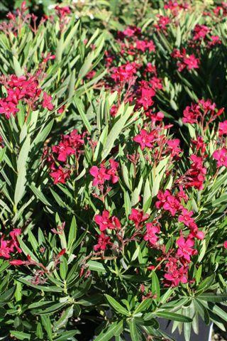 Nerium oleander 'Sister Agnes' - Devil Mountain Wholesale Nursery