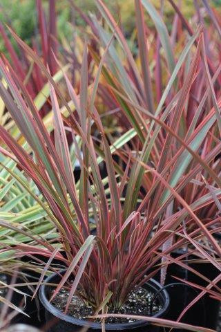 Phormium 'Firebird' - Devil Mountain Wholesale Nursery