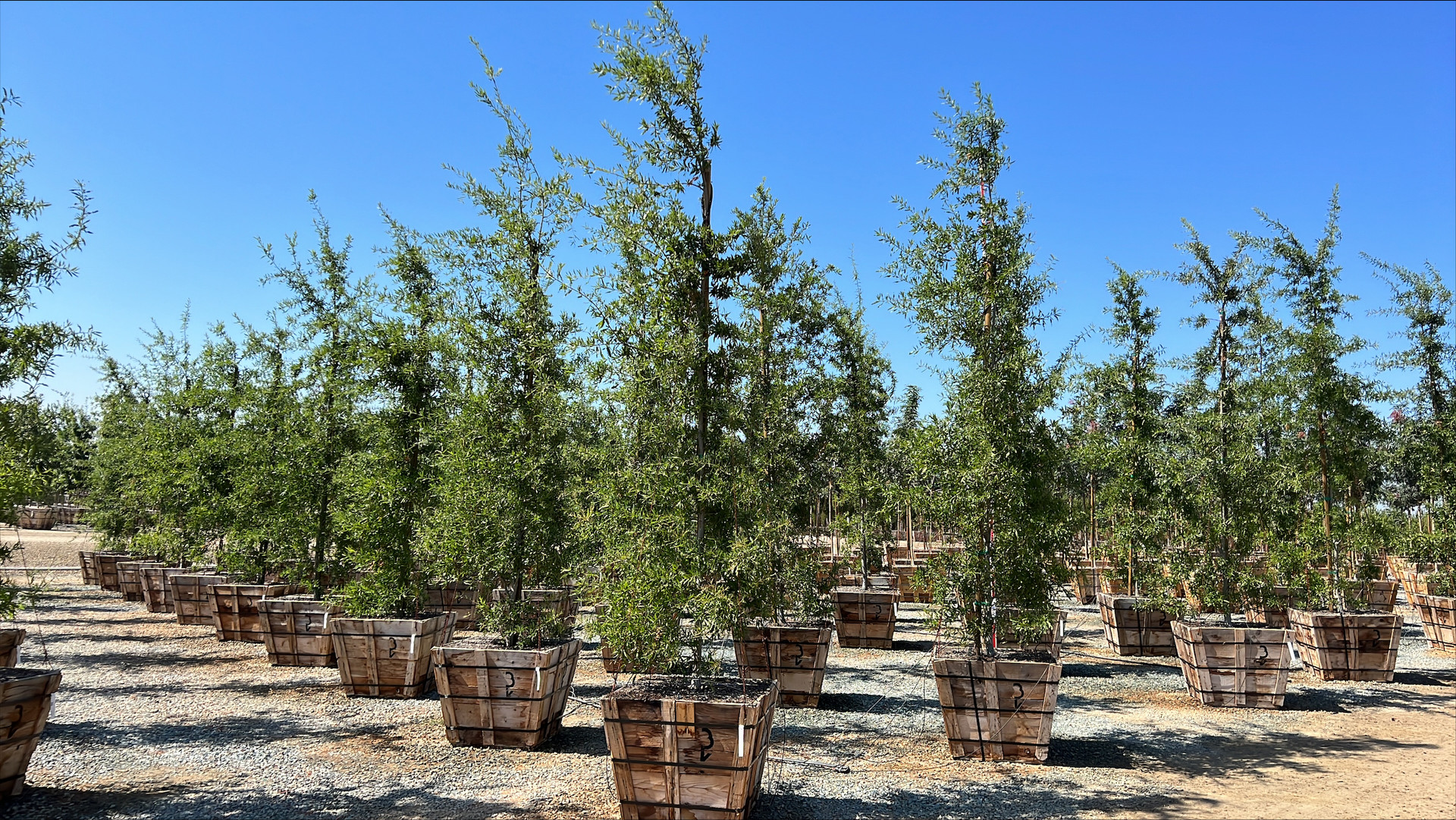 Quercus Kindred Spirit® - Devil Mountain Wholesale Nursery