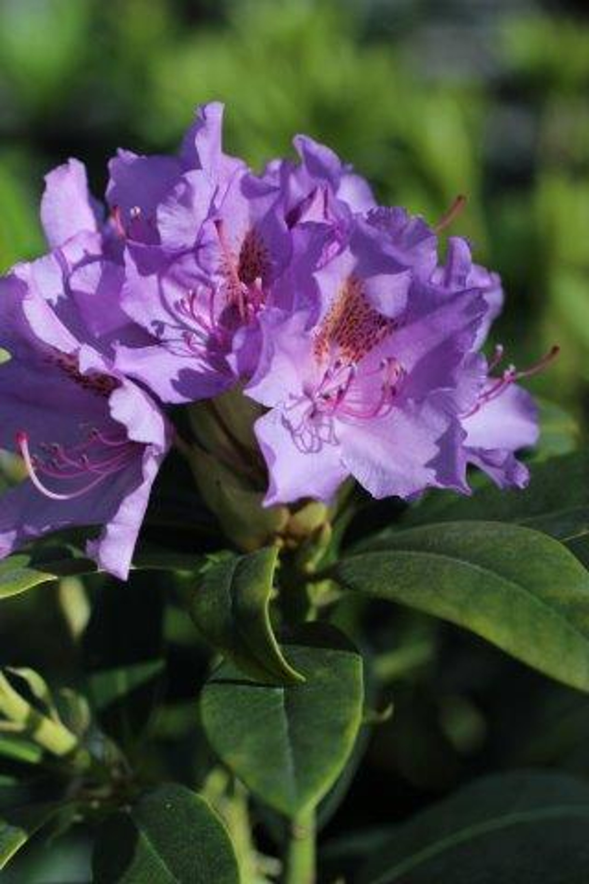 Rhododendron Anah Kruschke Fuchsia Devil Mountain Wholesale Nursery Rhododendron Anah Kruschke Fuchsia Devil Mountain Wholesale Nursery