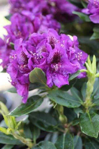 Rhododendron Catawbiense Boursault Lilac Purple Devil Mountain Rhododendron Catawbiense Boursault Lilac Purple Devil Mountain