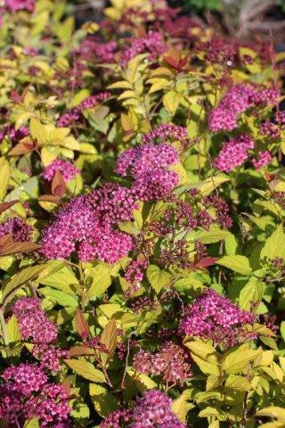 Lessingia filaginifolia 'Silver Carpet' - Devil Mountain Wholesale Nursery